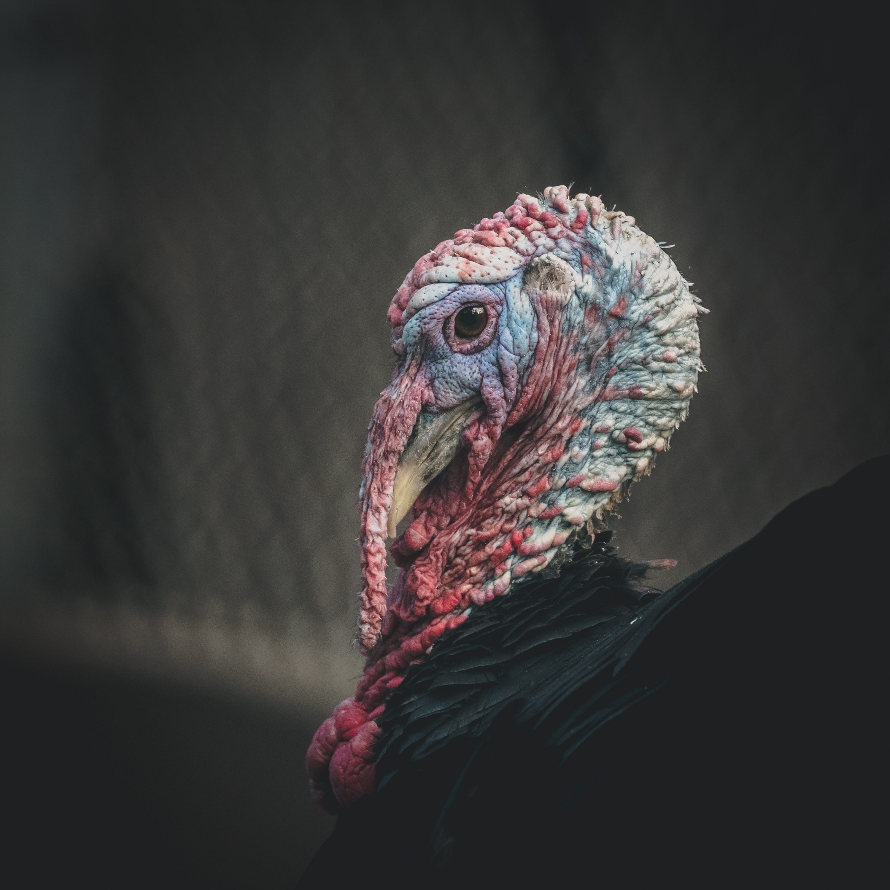 The True Story of Thanksgiving